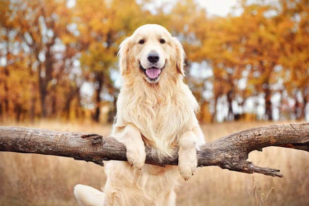 Our Story - Awesome Paws of Missouri