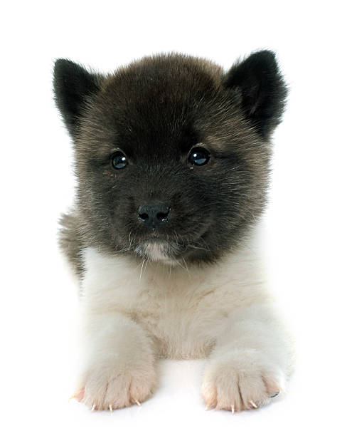 Akita Puppy | Akita Puppy Bear | Akita Puppy Reba
