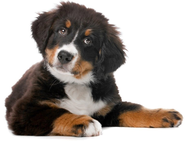 Home - Awesome Paws of Missouri