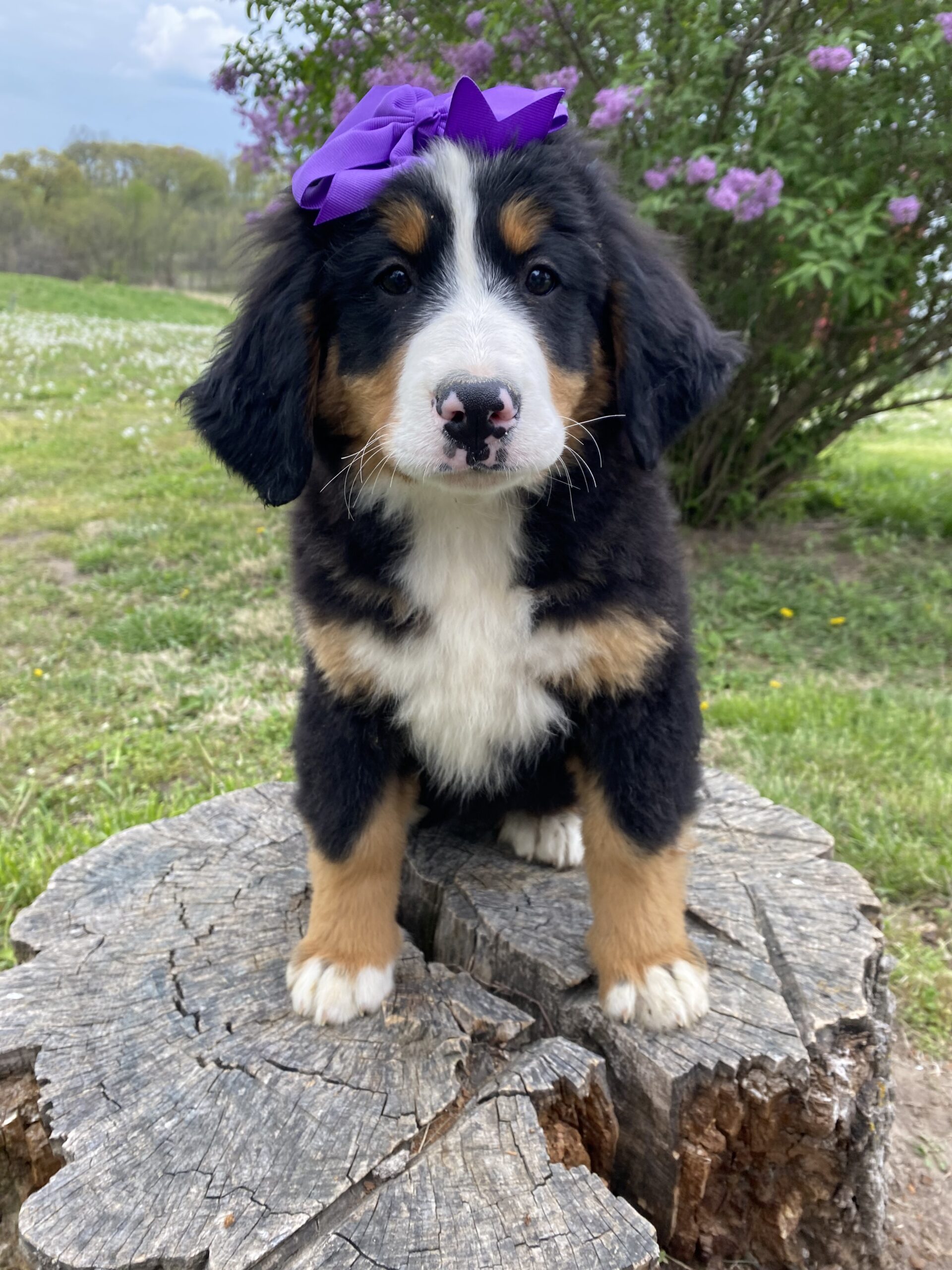 Premium Puppies | Awesome Paws of Missouri