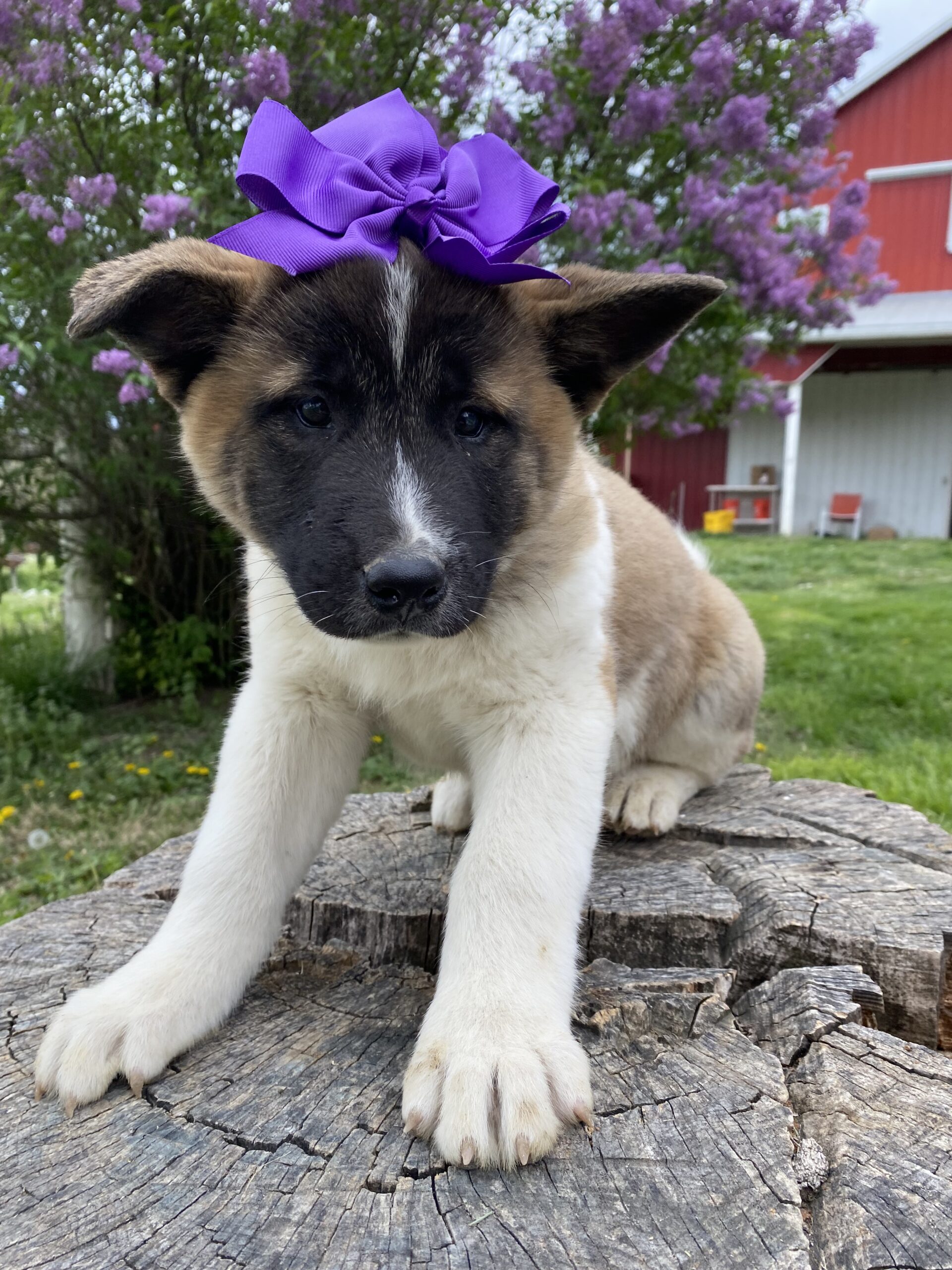 Premium Puppies | Awesome Paws of Missouri