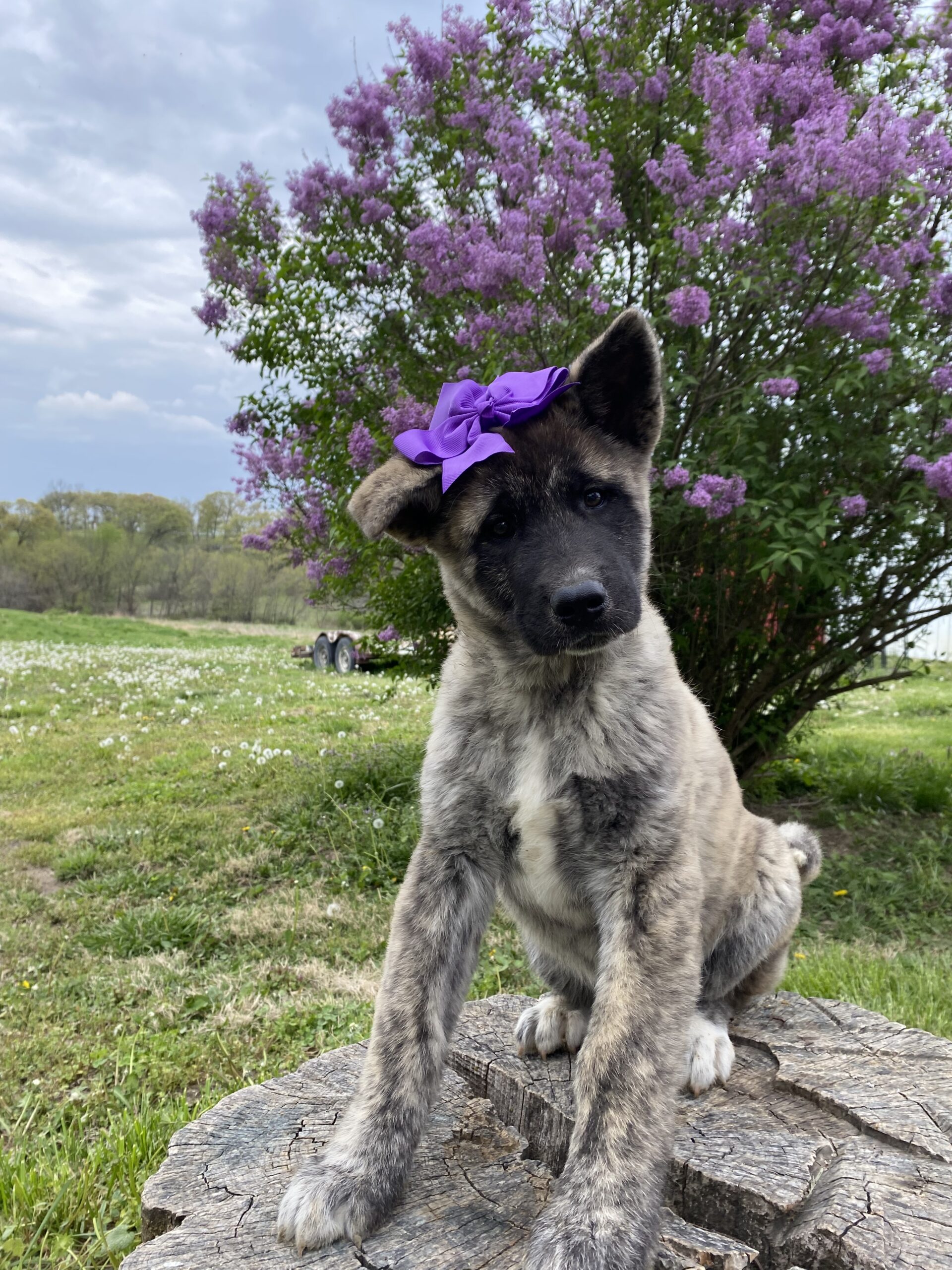 Premium Puppies | Awesome Paws of Missouri