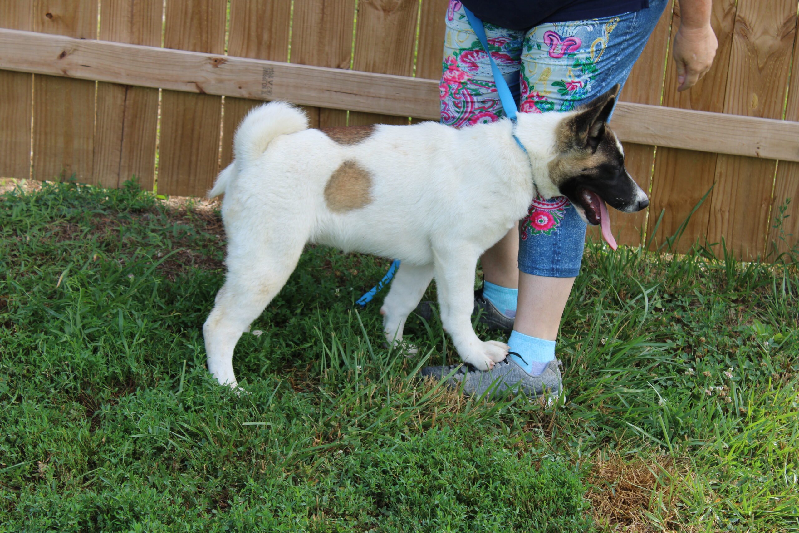 7 Akita Health Problems: Symptoms, Causes, and Solutions