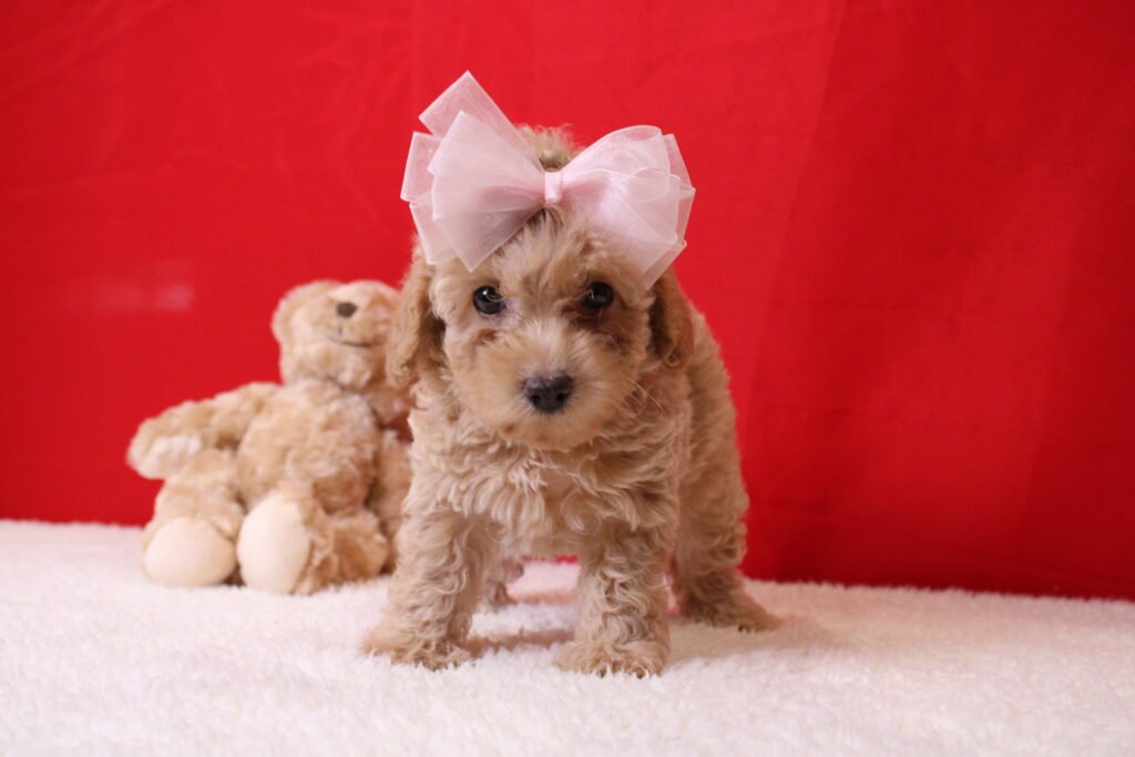 Contact Us - Awesome Paws of Missouri