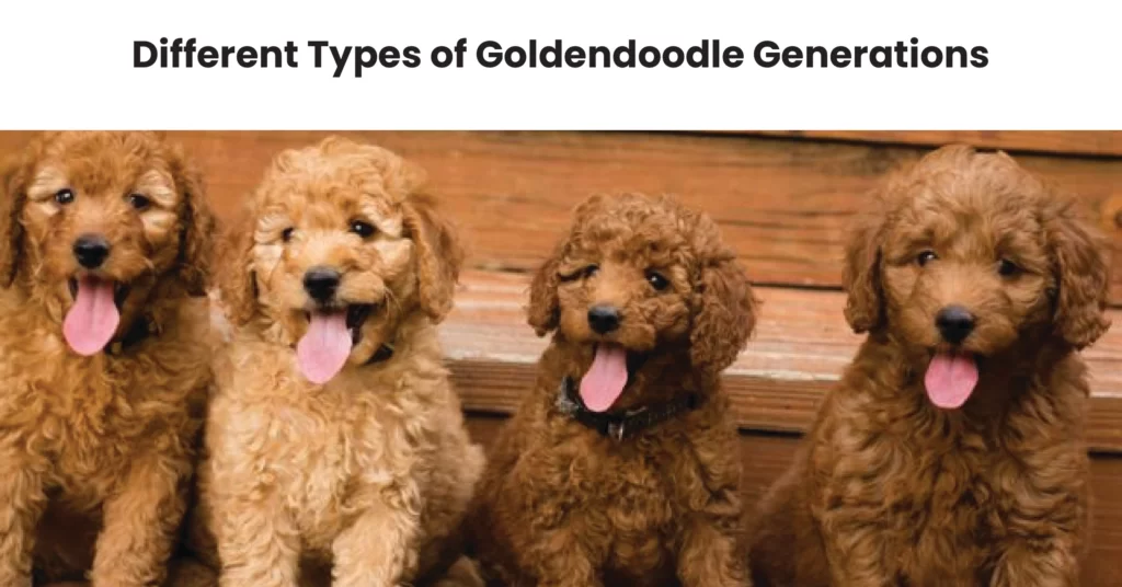 All About Goldendoodle Generations, From F1 to F2B