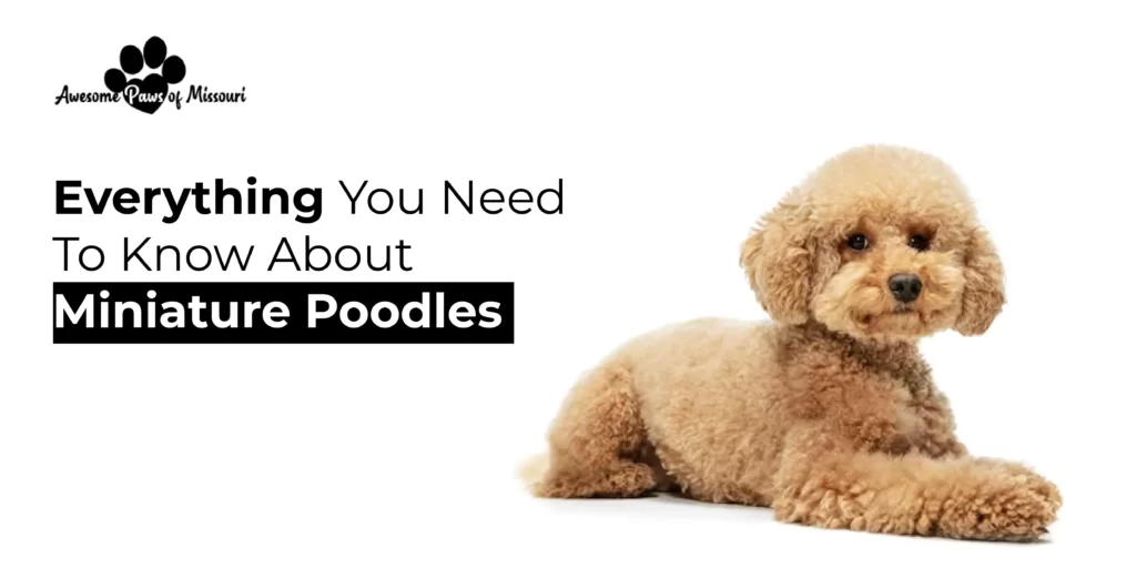 Ultimate Guide to Miniature Poodles
