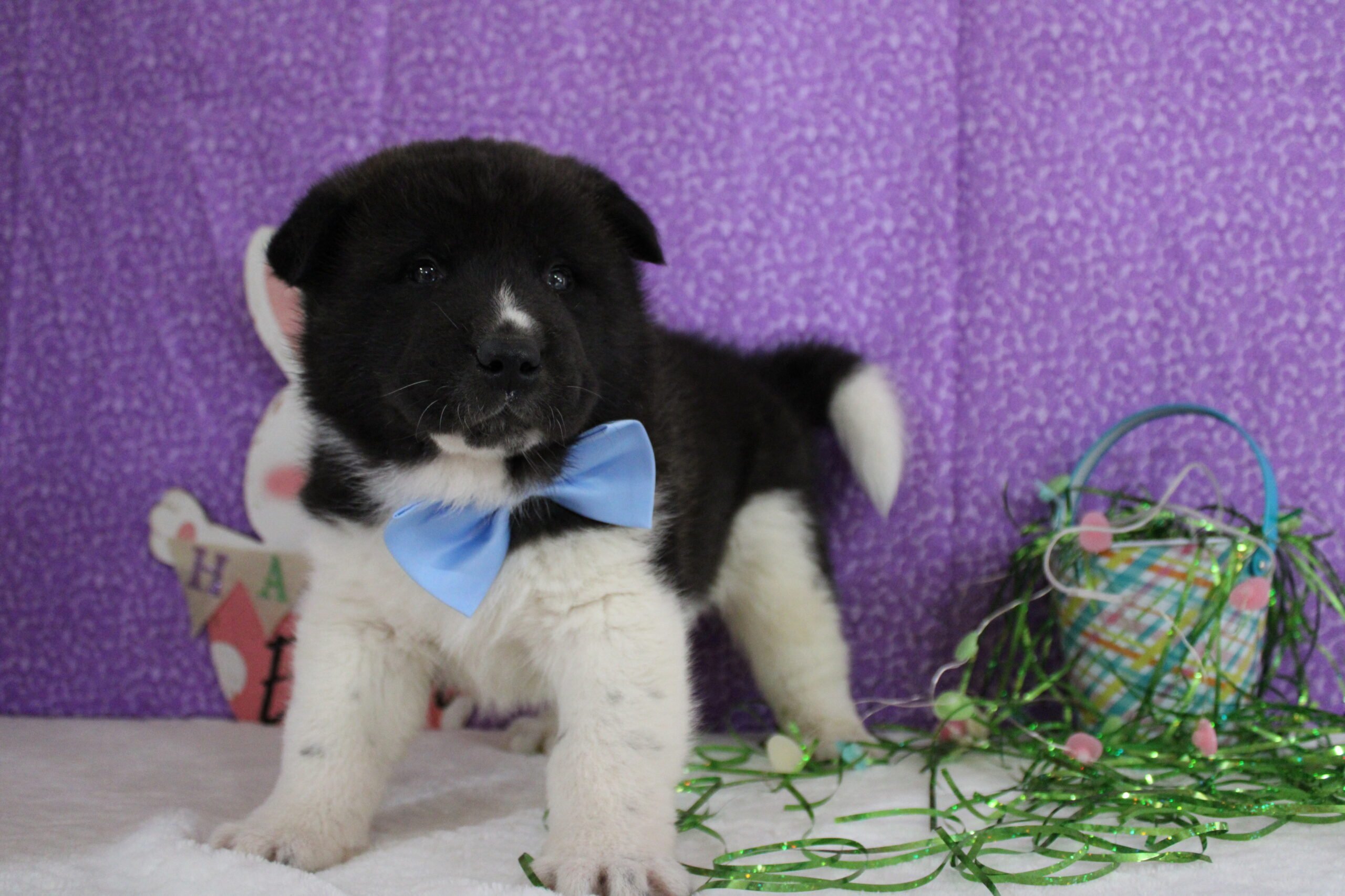 Premium Puppies | Awesome Paws of Missouri