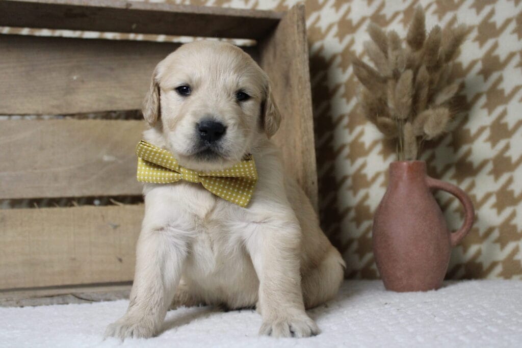 Golden Retriever Puppies - Awesome Paws of Missouri