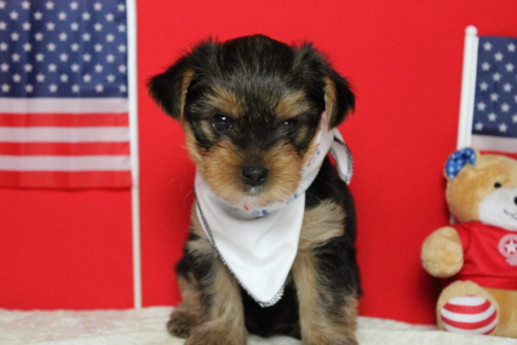 Charming Yorkie Puppies Available Now Find Your Furry Friend