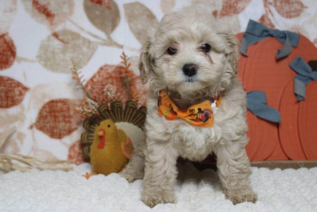 Havapoo Puppies - Awesome Paws of Missouri