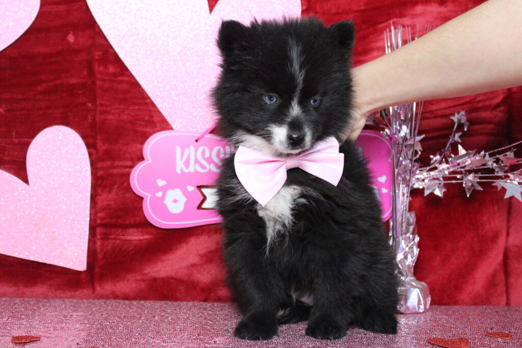 #1 Pomsky Puppies - Awesome Paws of Missouri